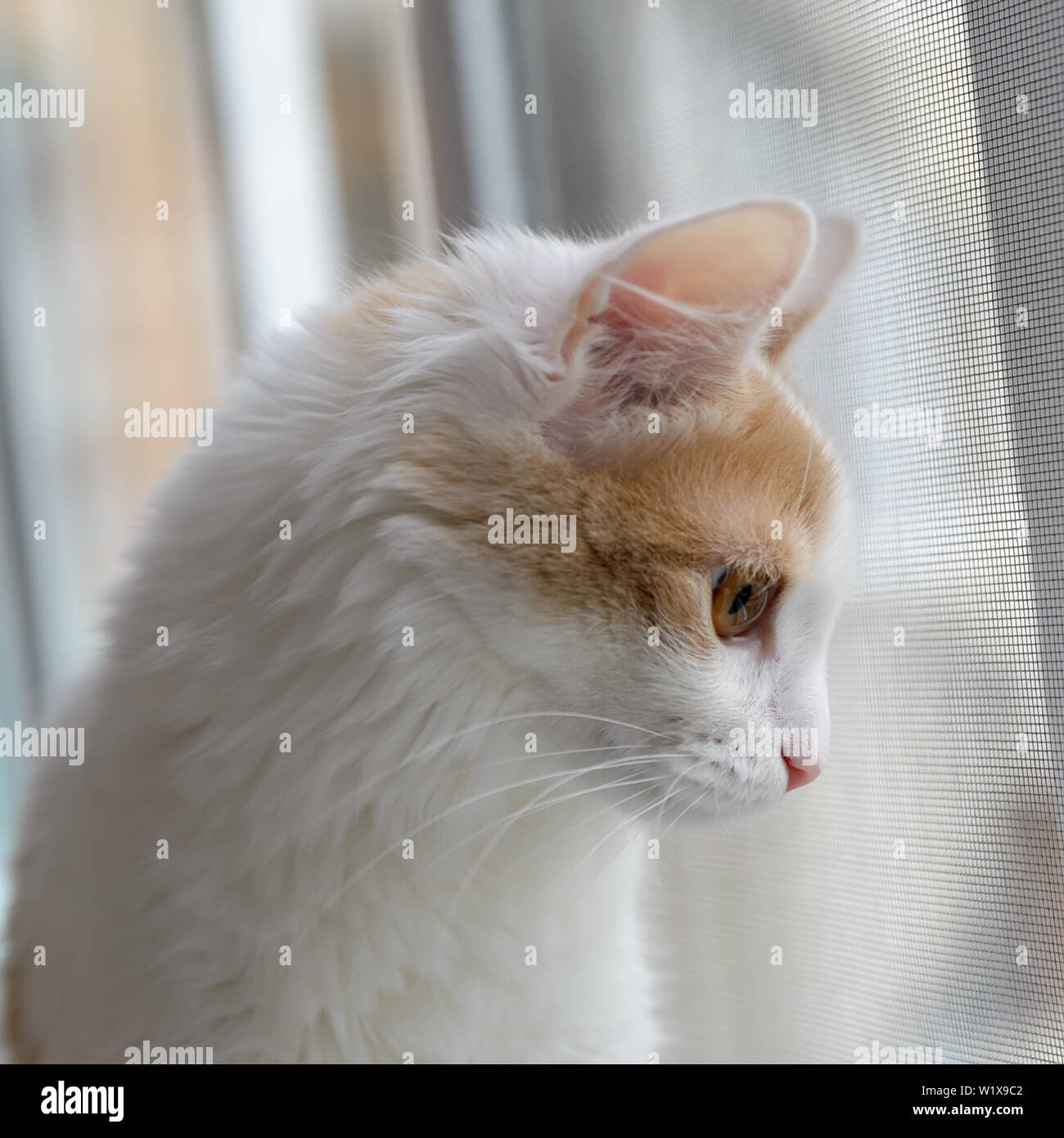 Beige white cat looking out the window. Walking on the windowsill Stock ...