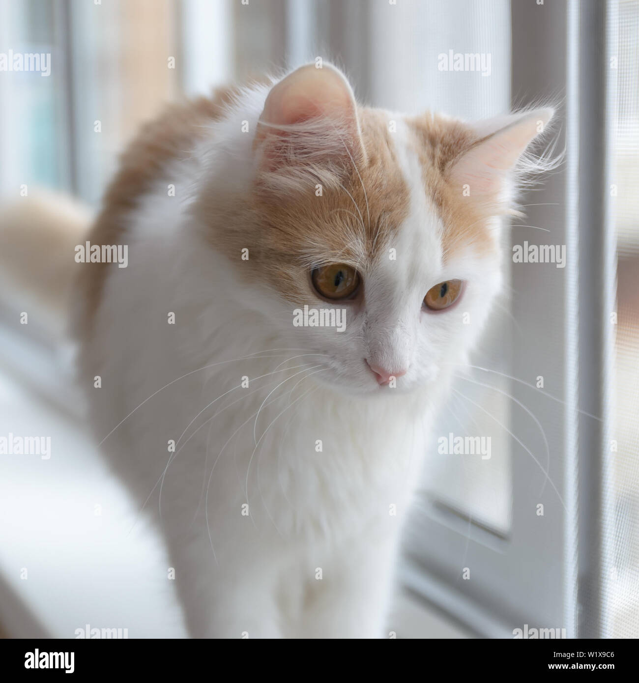 Beige white cat looking out the window. Walking on the windowsill Stock ...
