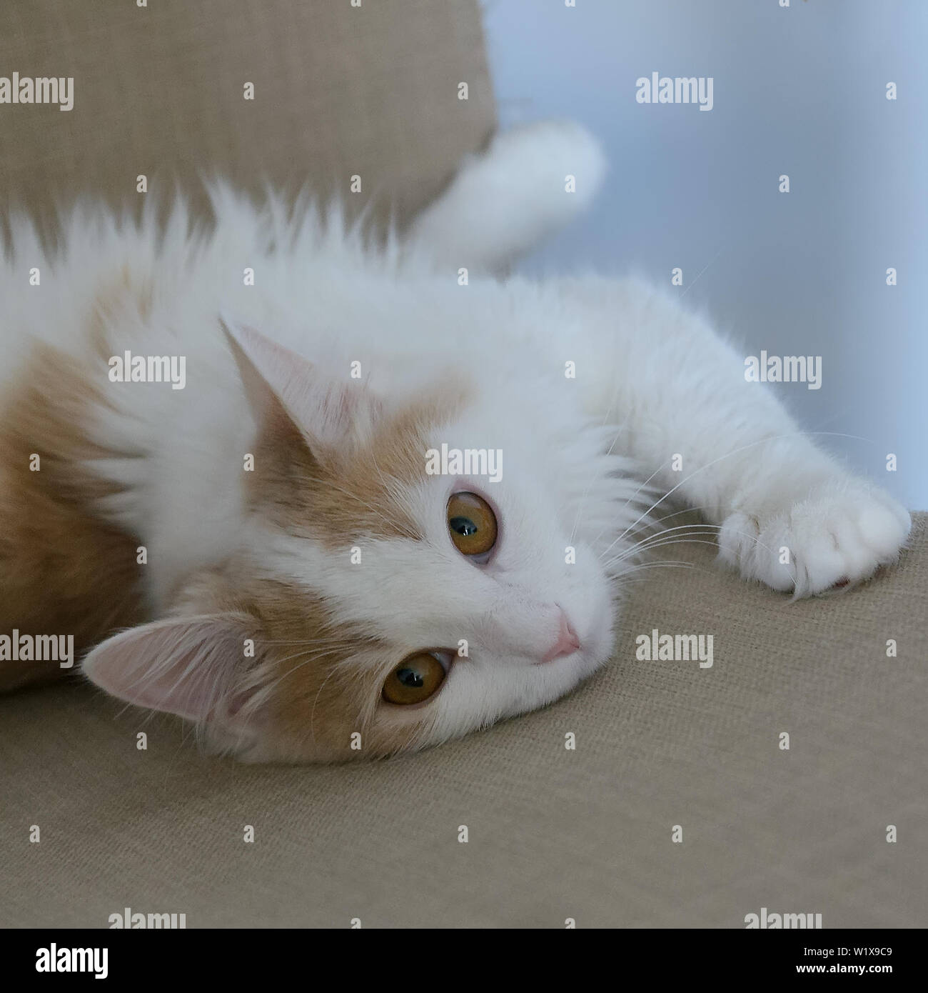 Beige white cat hi-res stock photography and images - Alamy