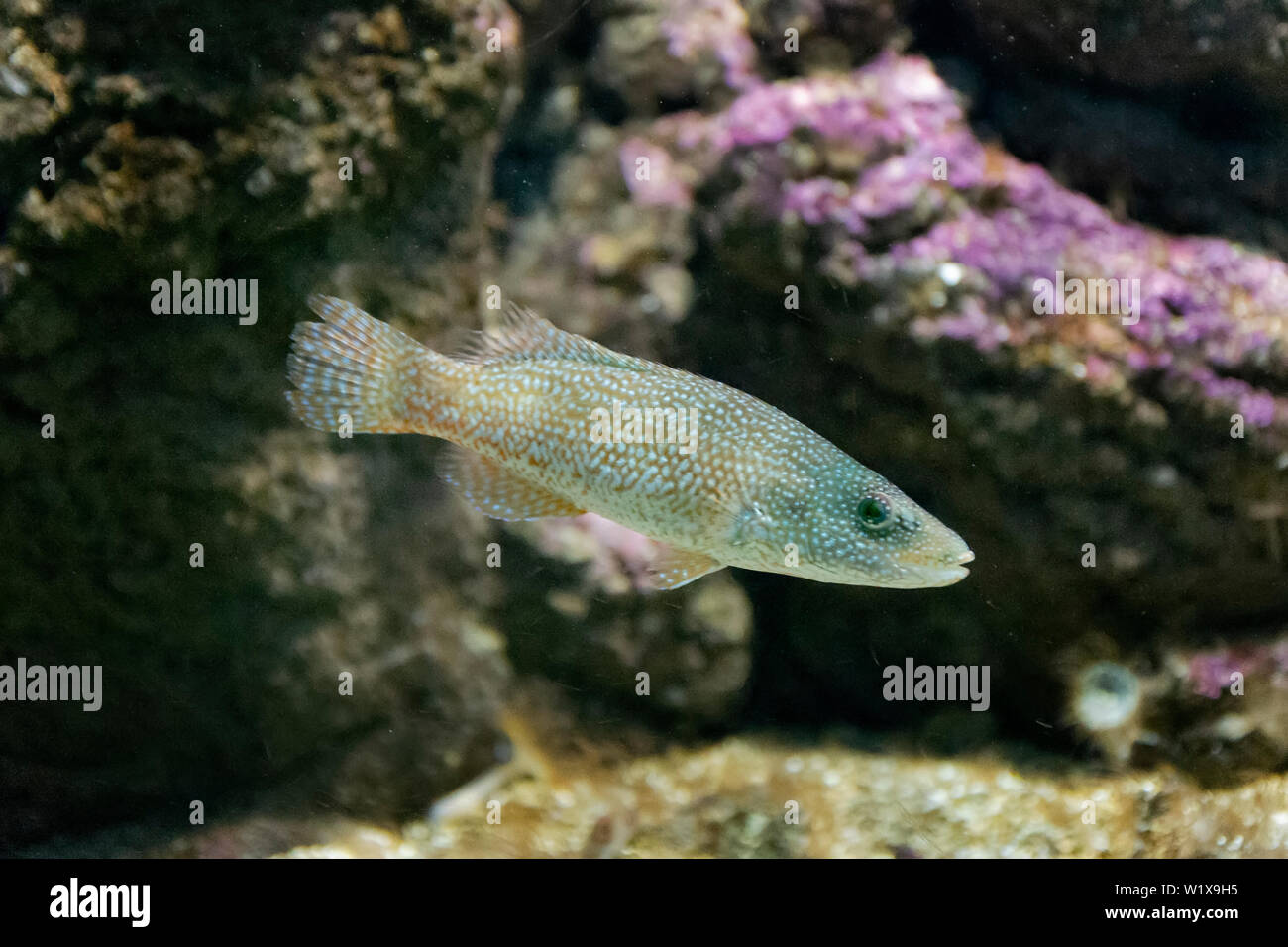 Striped fish in the aquarium. Curious looks Stock Photo - Alamy