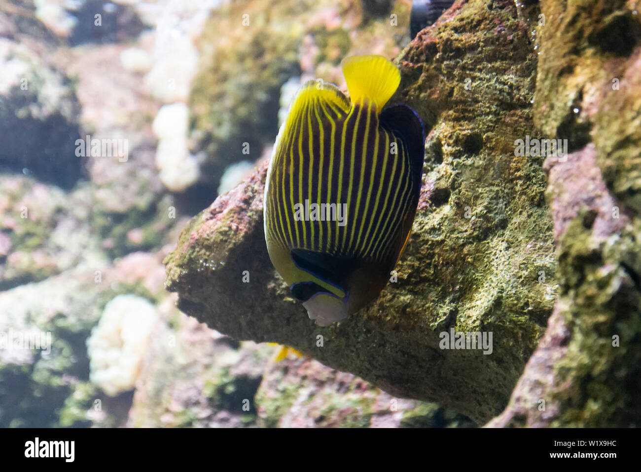 Striped fish in the aquarium. Curious look downward Stock Photo - Alamy