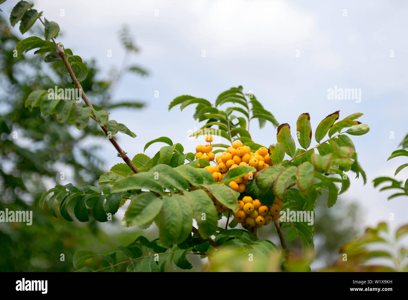 A closeup of yellow Rowan berries and green leaves Stock Photo - Alamy