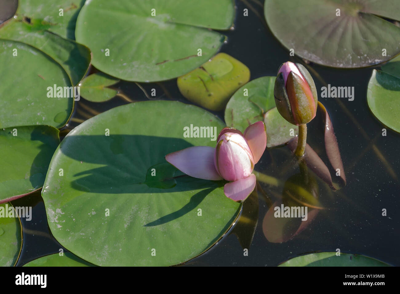 Water lily bud hi-res stock photography and images - Alamy