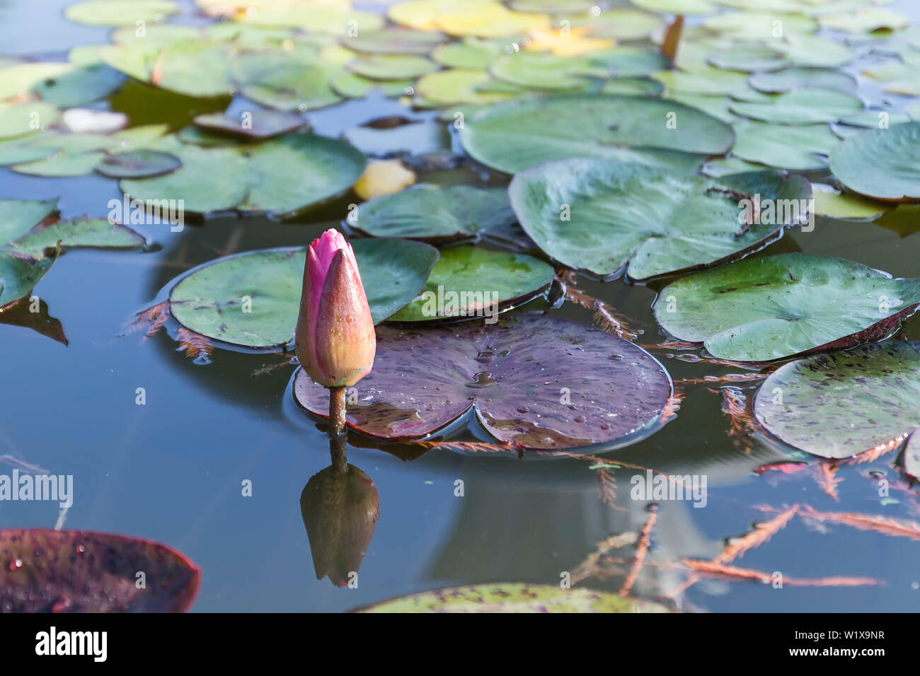 Water lily bud hi-res stock photography and images - Alamy