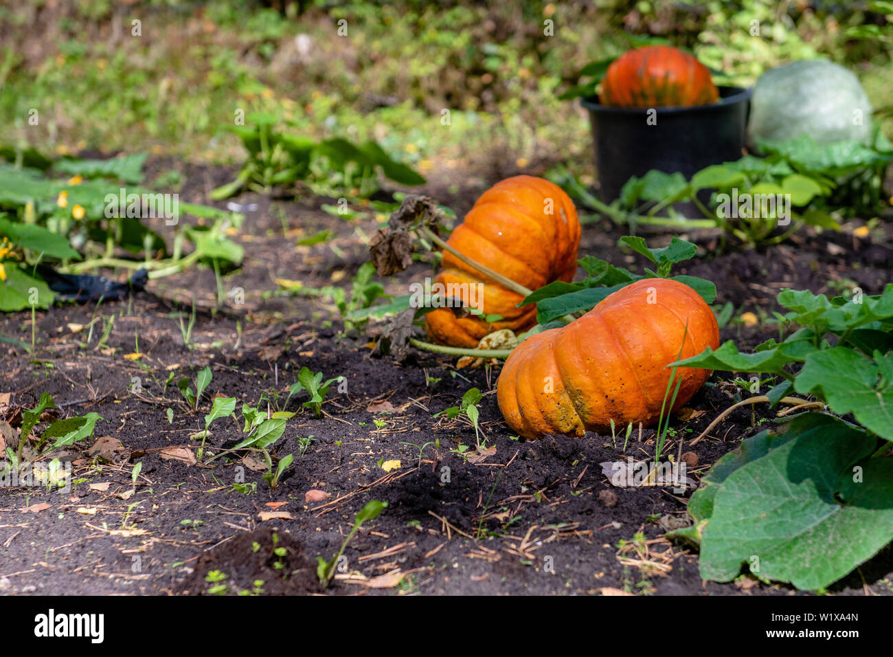 Pumpkin growing in the vegetable garden. Growing pumpkins. Pumpkin ...