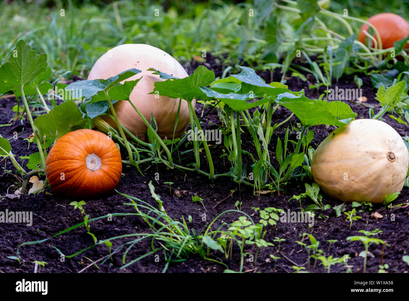 Pumpkin growing in the vegetable garden. Growing pumpkins. Pumpkin ...