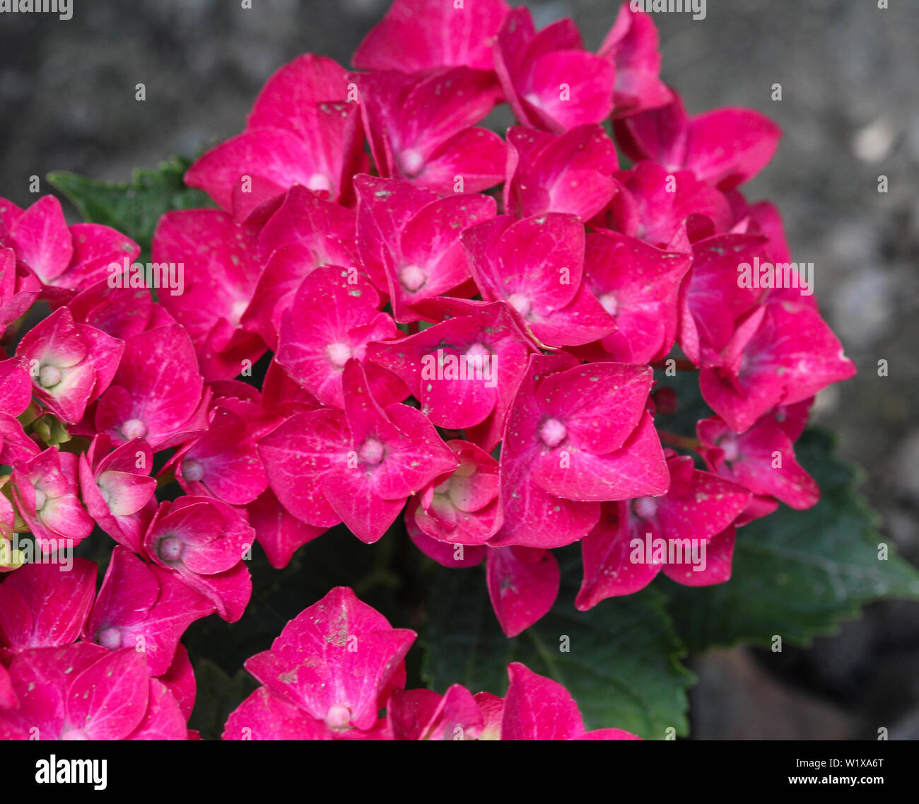 Close up of Mopheads hydrangea (Hydrangea macrophylla) blooming, common names include Common ...