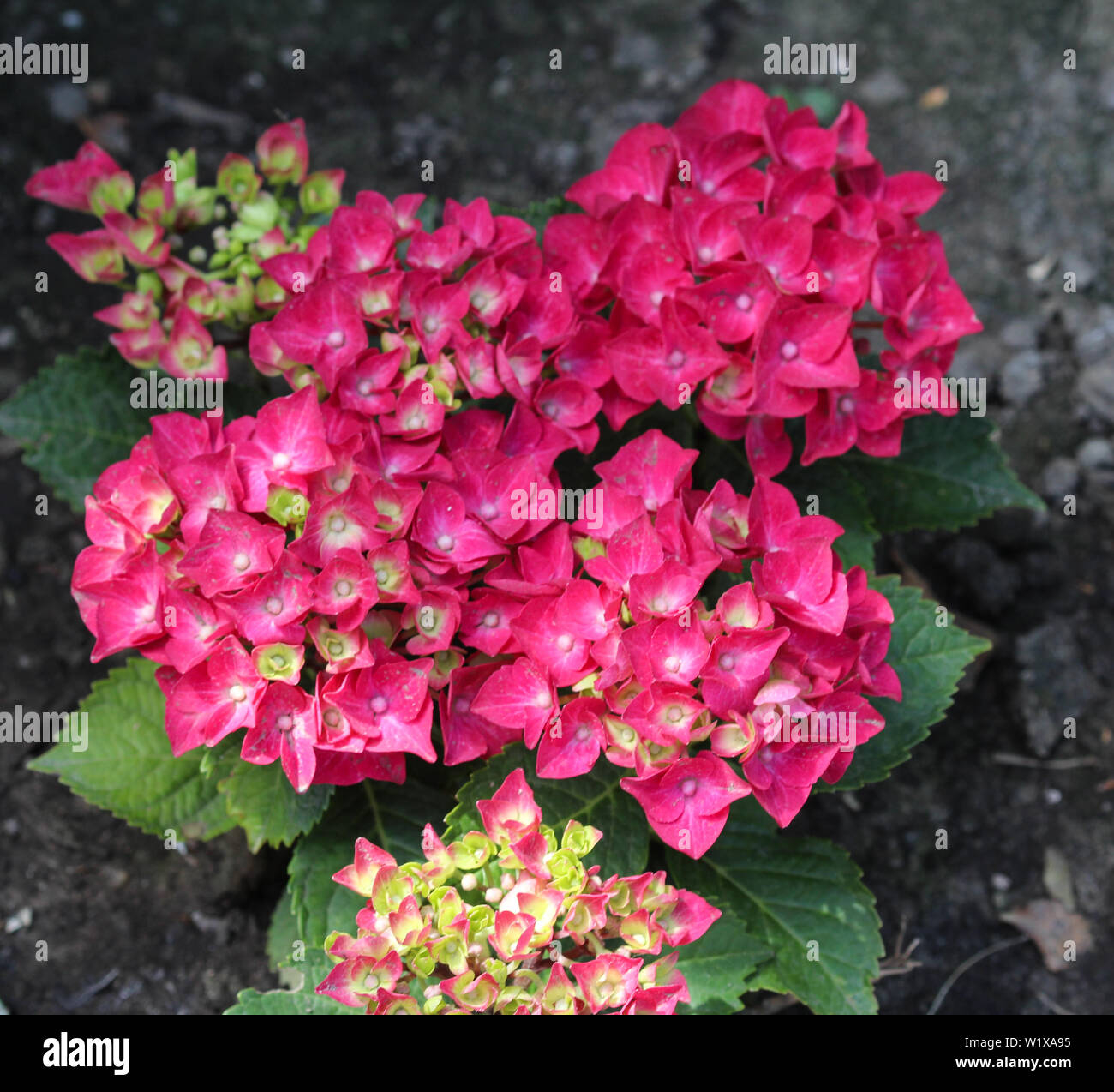 Close up of Mopheads hydrangea (Hydrangea macrophylla) blooming, common names include Common ...