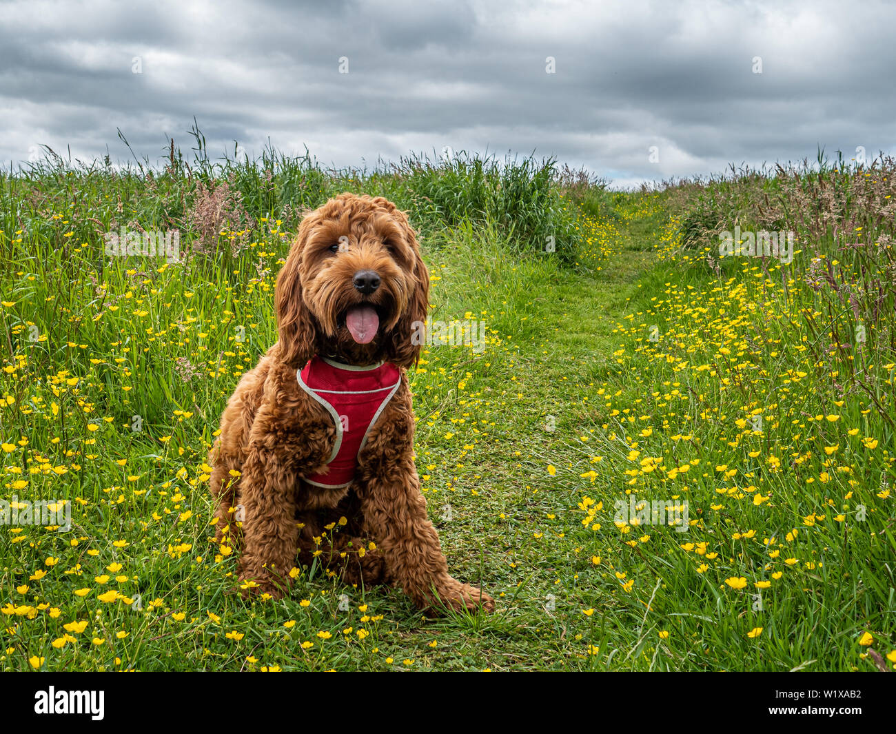 Cockapoo sitting hi-res stock photography and images - Alamy