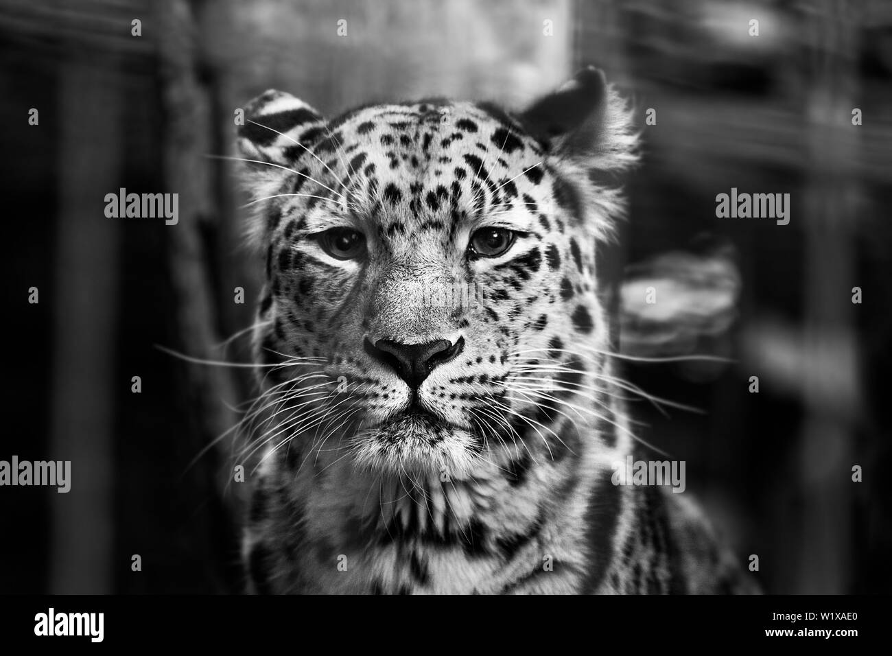 Snow leopard Black and White Stock Photos & Images - Alamy