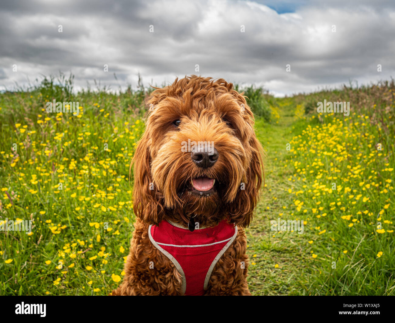 Cuillin the cockapoo sitting on a path in a field of wild flowers ...