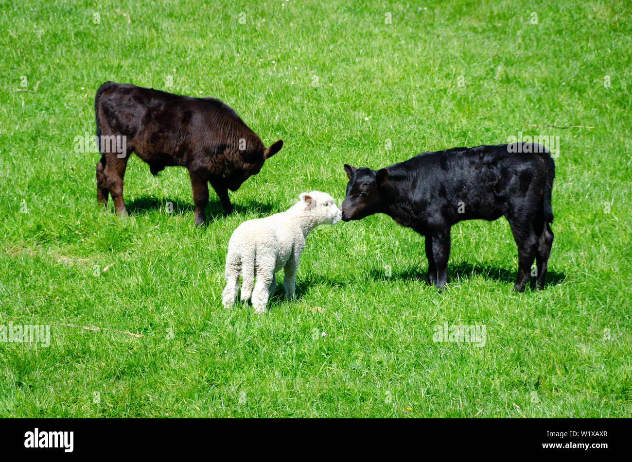 Lamb and calf, Glenburn, Wairapapa, North Island, New Zealand Stock ...