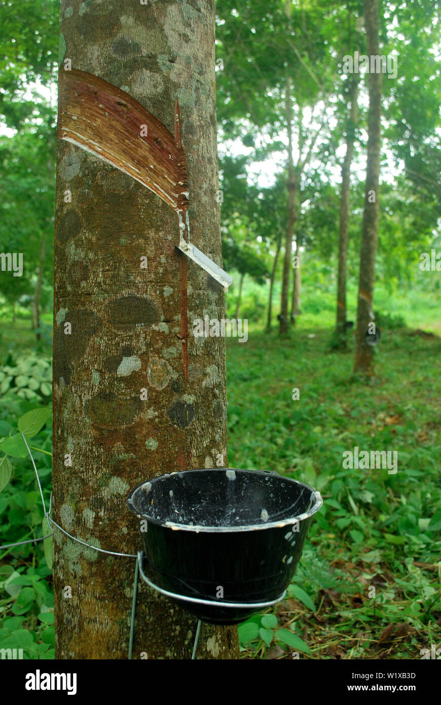 Latex sources hi-res stock photography and images - Alamy