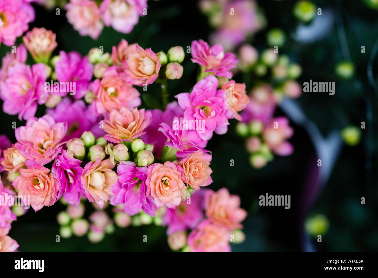 Pink and orange flowers, background Stock Photo - Alamy
