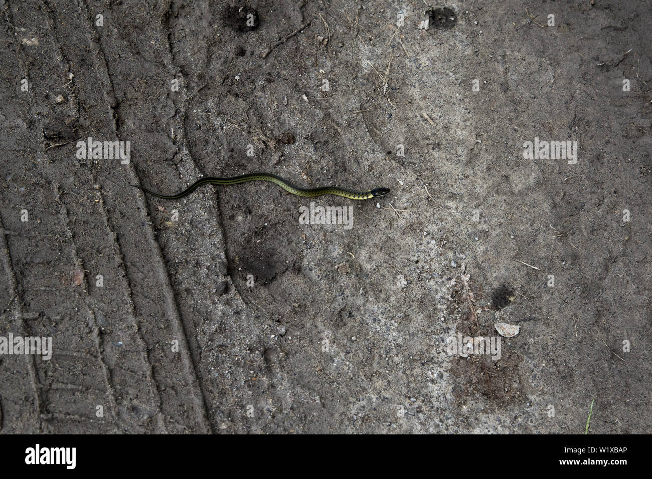 Golden bellied snakelet hi-res stock photography and images - Alamy