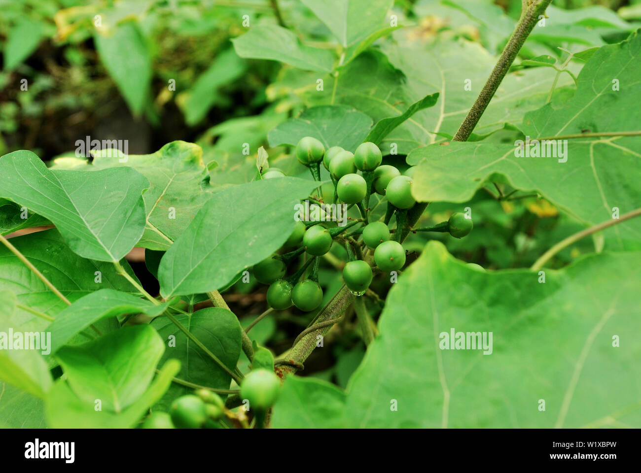 Turkey berry hi-res stock photography and images - Alamy