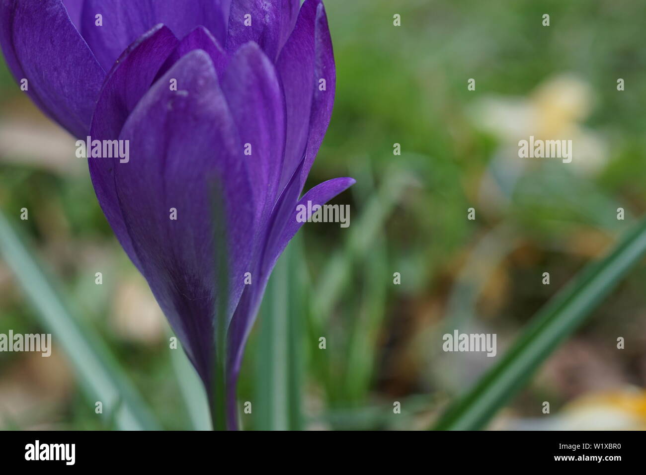 Flor spring hi-res stock photography and images - Alamy