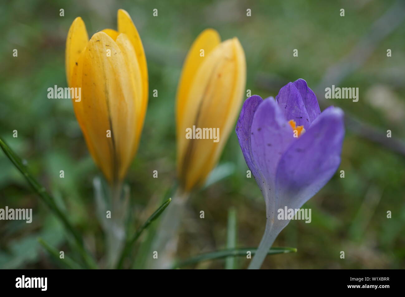 German spring flowers Stock Photo - Alamy