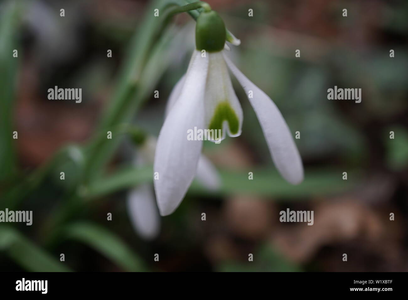 German spring flowers Stock Photo - Alamy