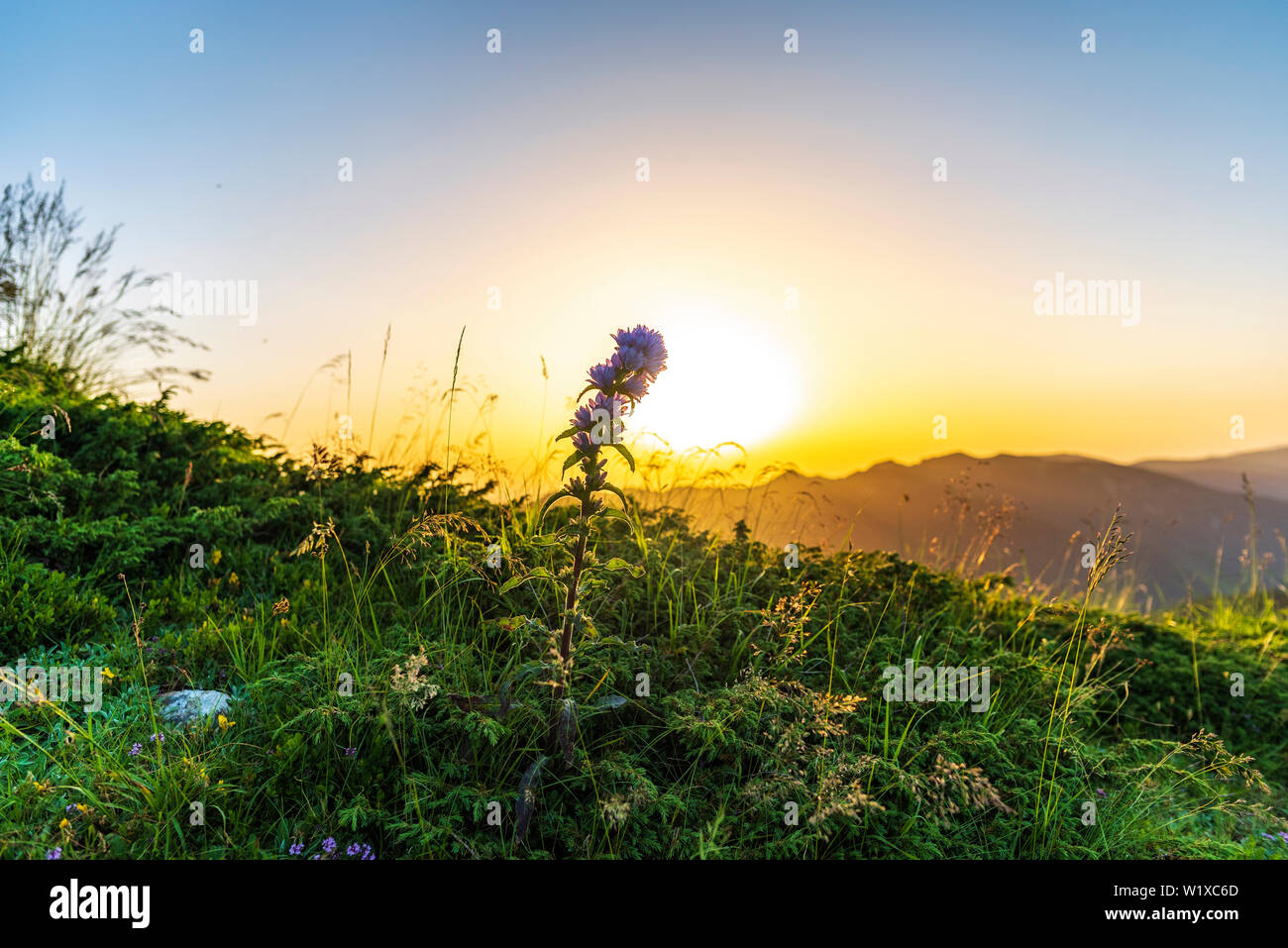 Sunrise landscape high in the mountain with flower in front Stock Photo ...