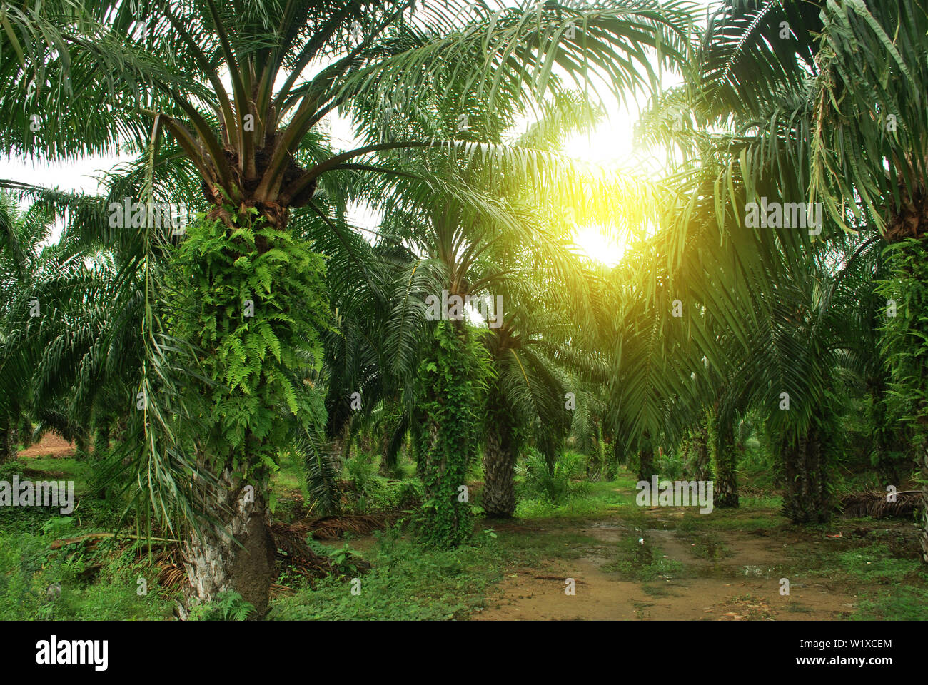 Palm oil tree hi-res stock photography and images - Alamy