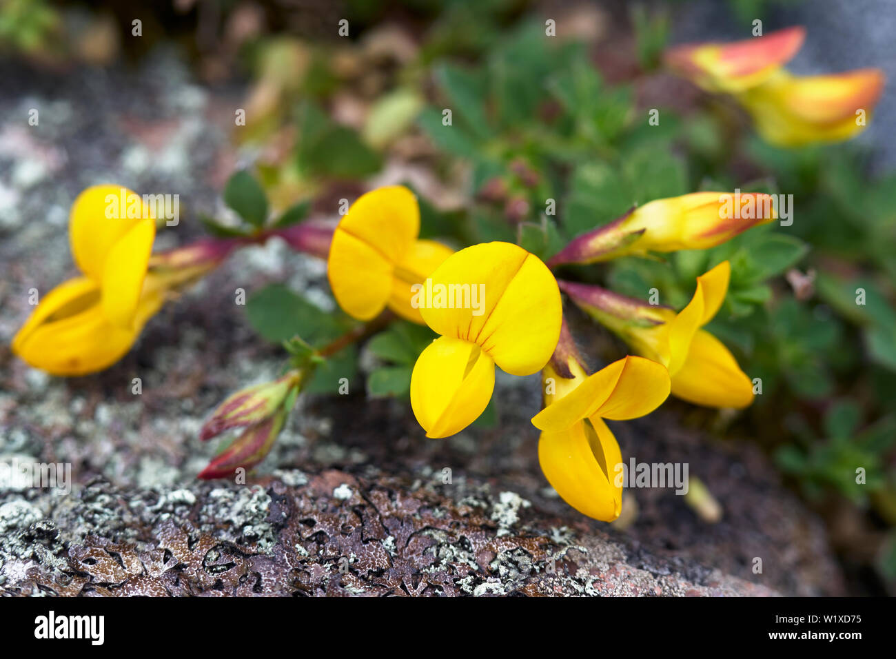 Yellow Flowers Growing Rocks High Resolution Stock Photography and ...