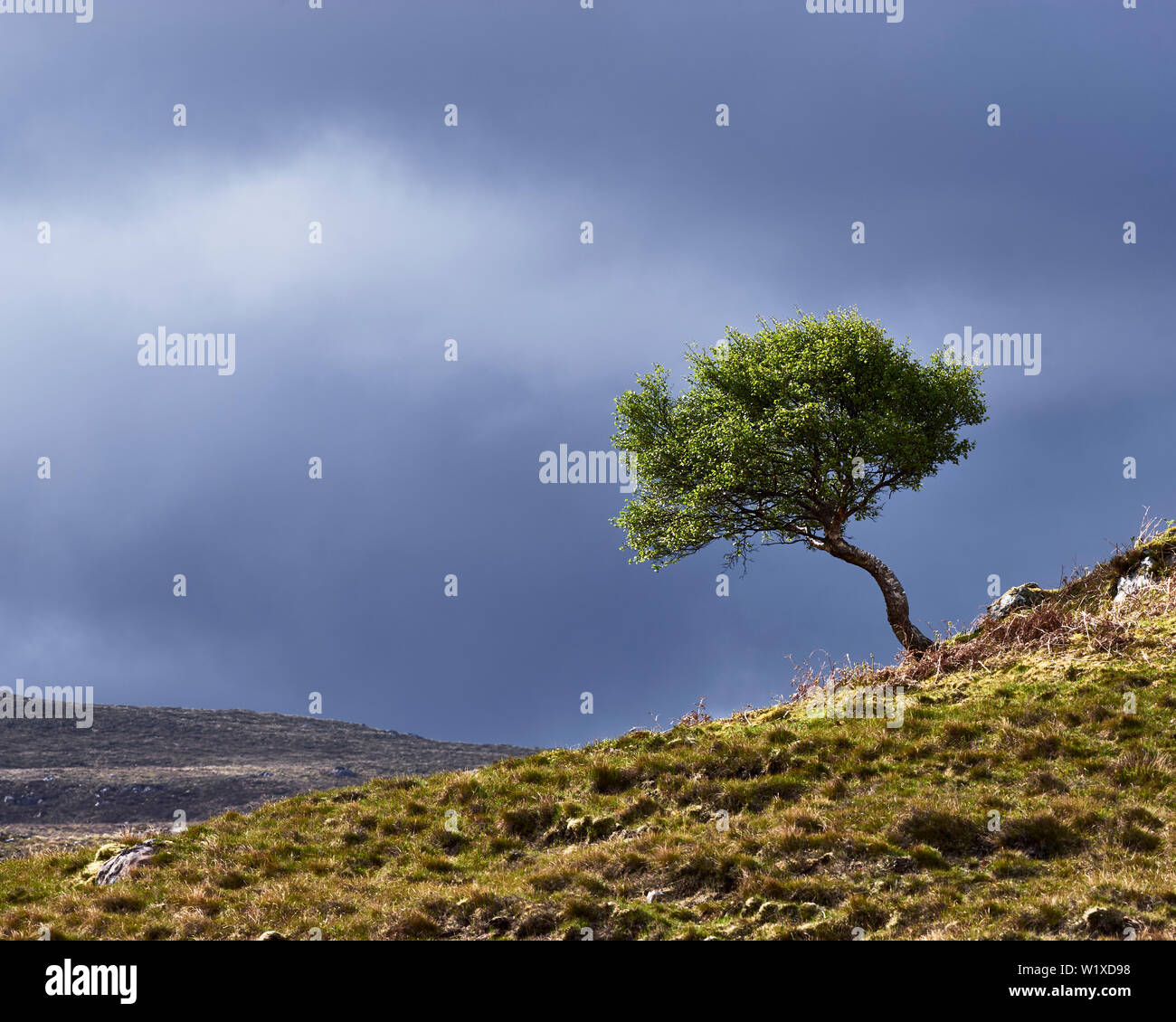 Lone birch tree hi-res stock photography and images - Alamy