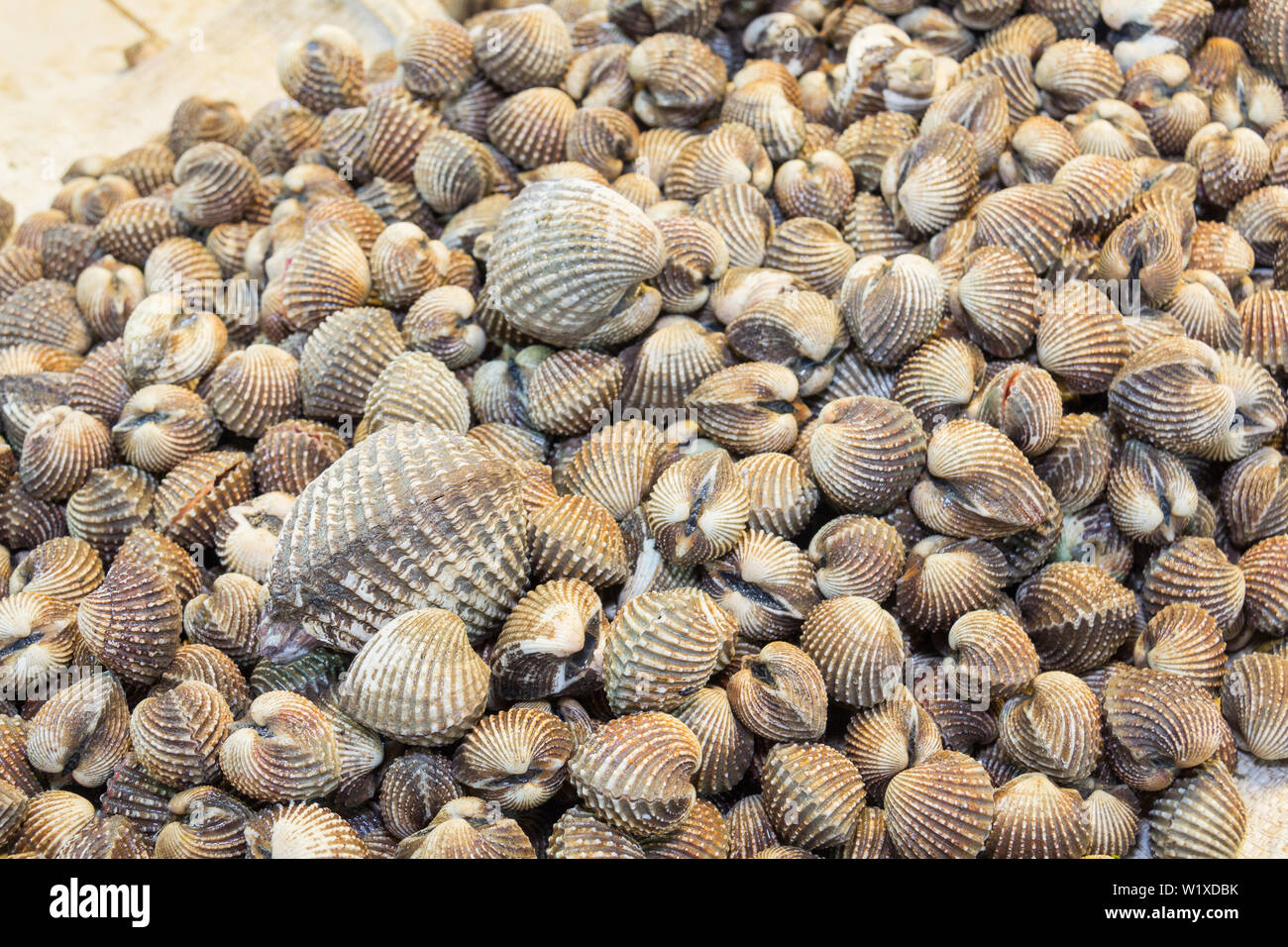 Fresh blood cockles in sea food market Stock Photo - Alamy