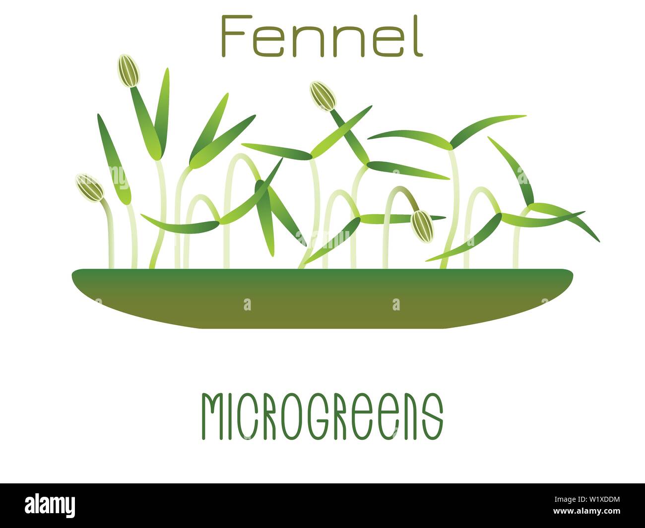 Fennel sprouts Stock Vector Images - Alamy