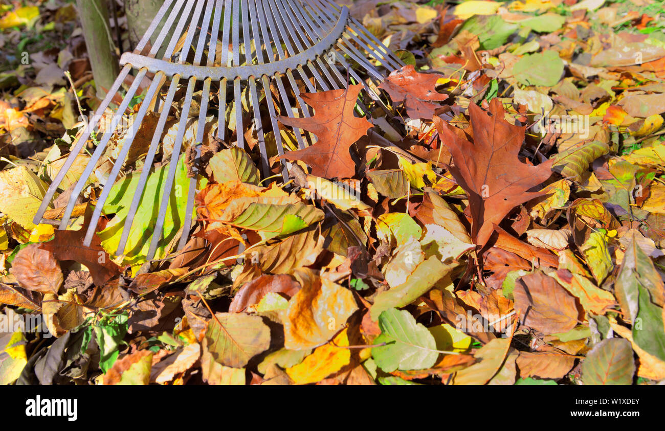 rake in a pile of autumnal leaves in a garden Stock Photo - Alamy