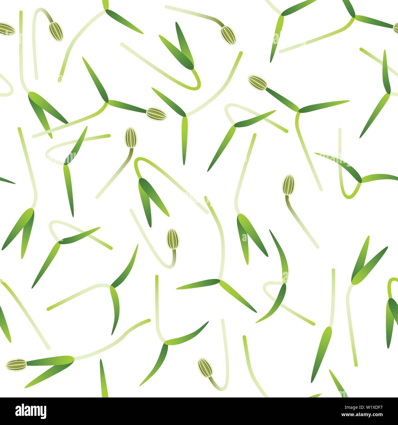 Microgreens Fennel. Sprouting seeds of a plant. Seamless pattern ...