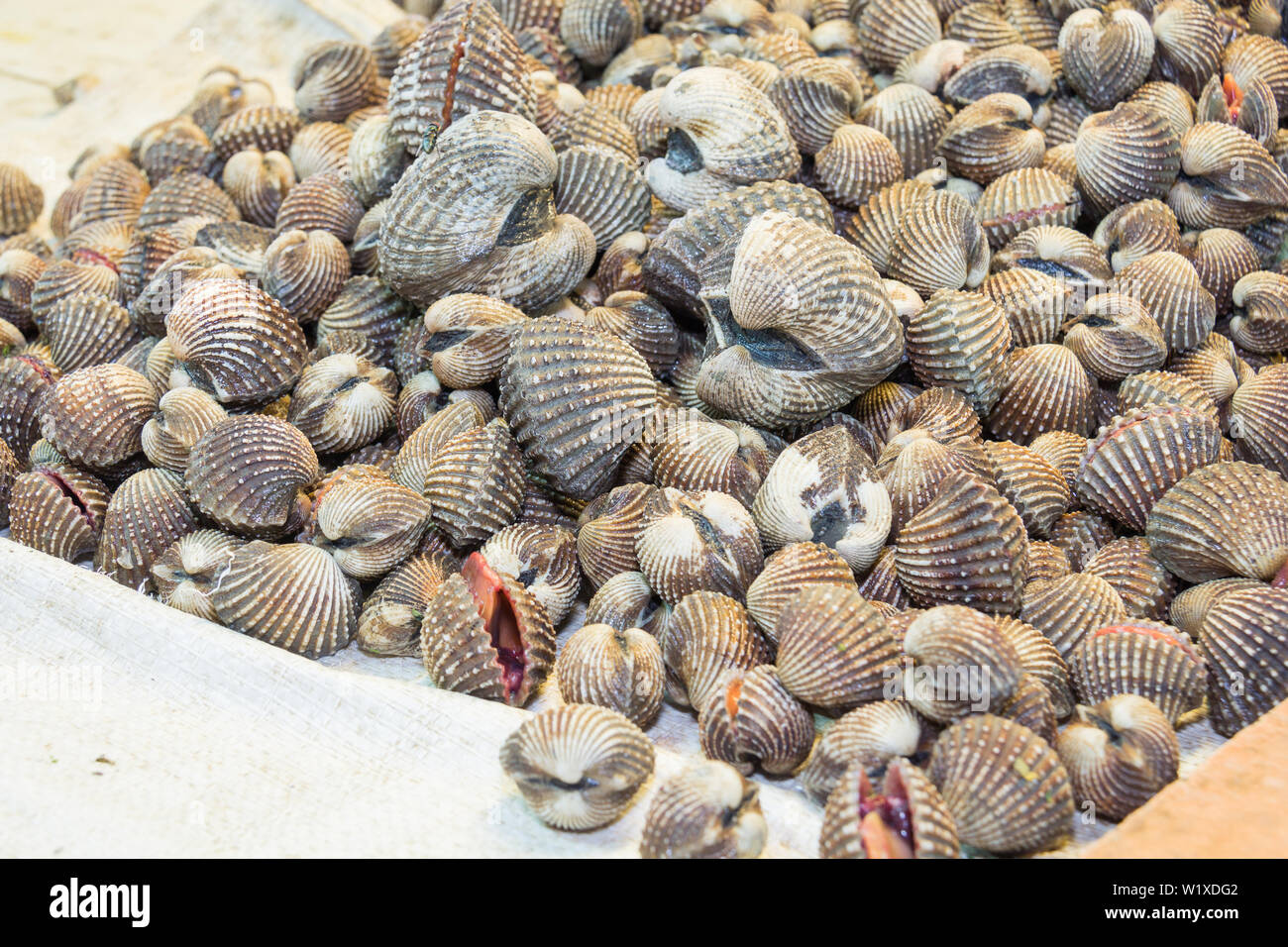 Fresh blood cockles in sea food market Stock Photo - Alamy