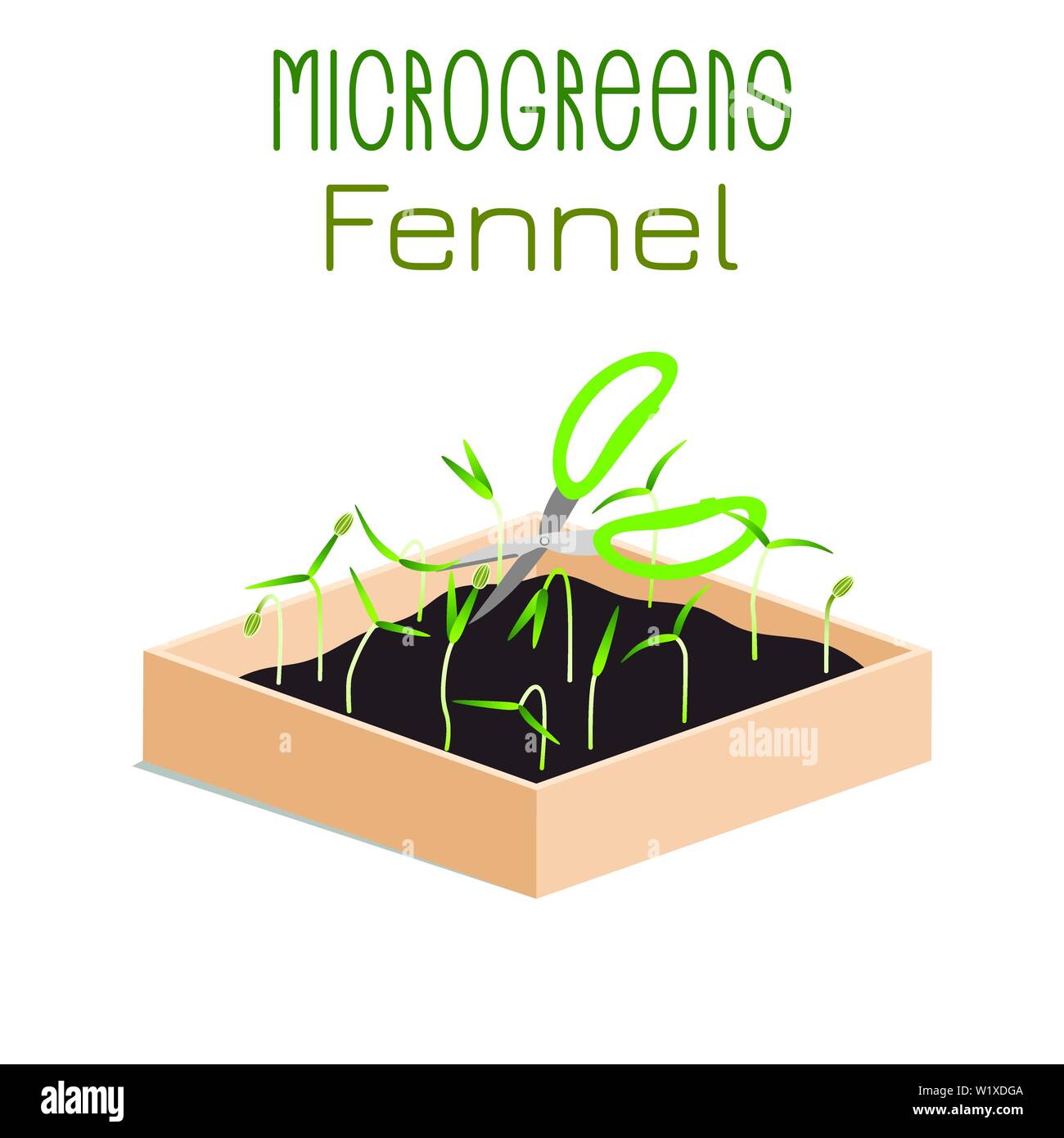 Microgreens Fennel. Grow microgreen in a box with soil. Cutting the ...