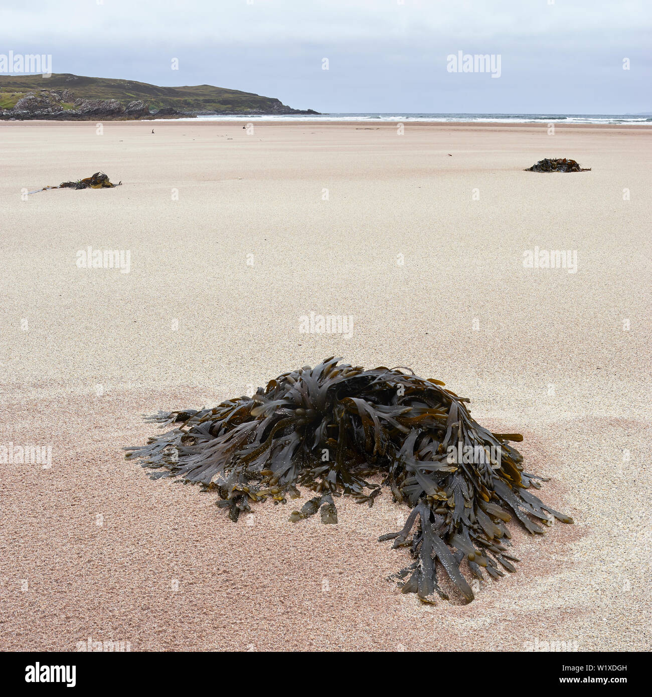Scotland seaweed landscape hi-res stock photography and images - Alamy