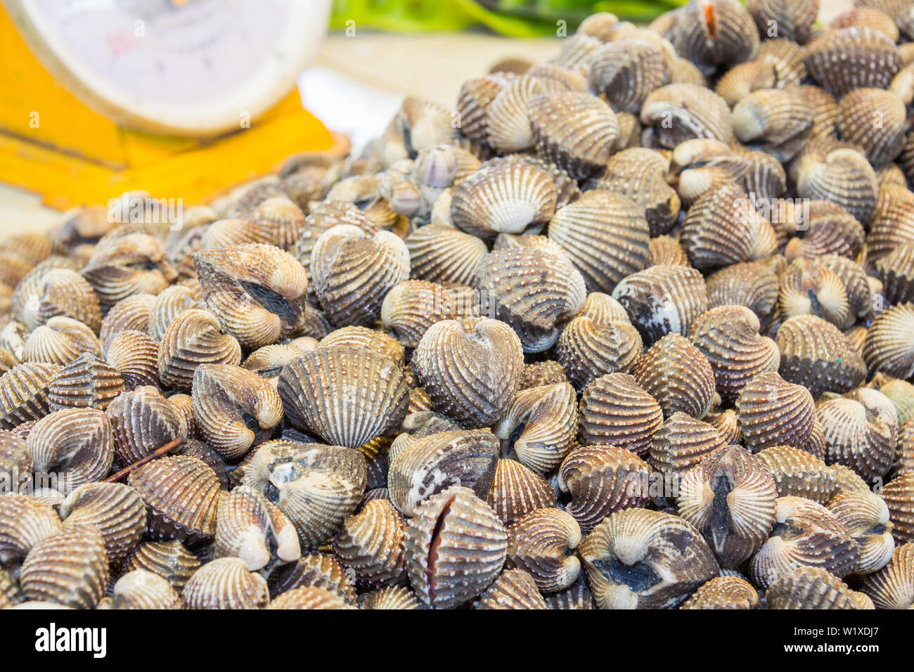 Fresh blood cockles in sea food market Stock Photo - Alamy