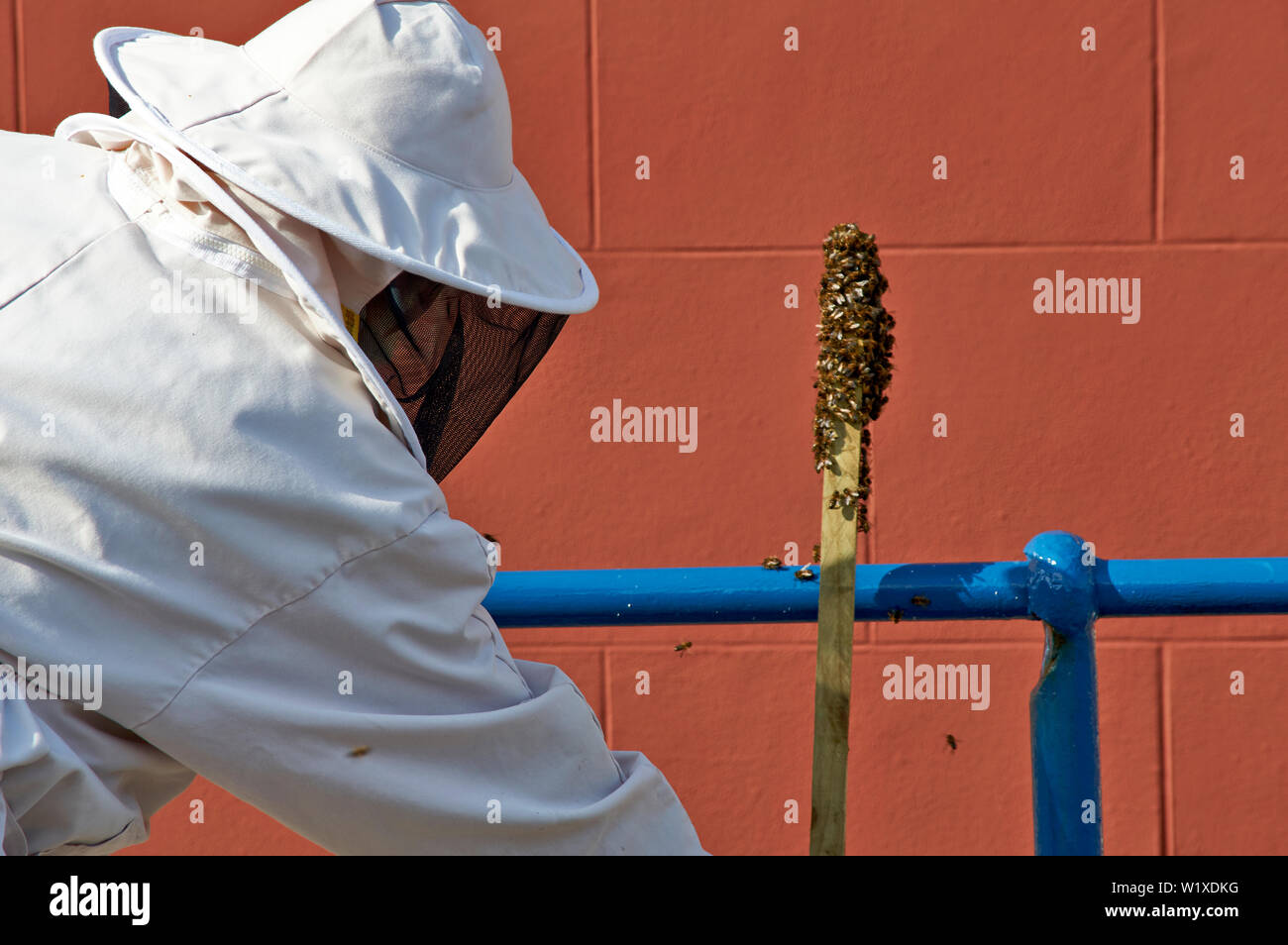 Beekeeper with swarm hi-res stock photography and images - Alamy