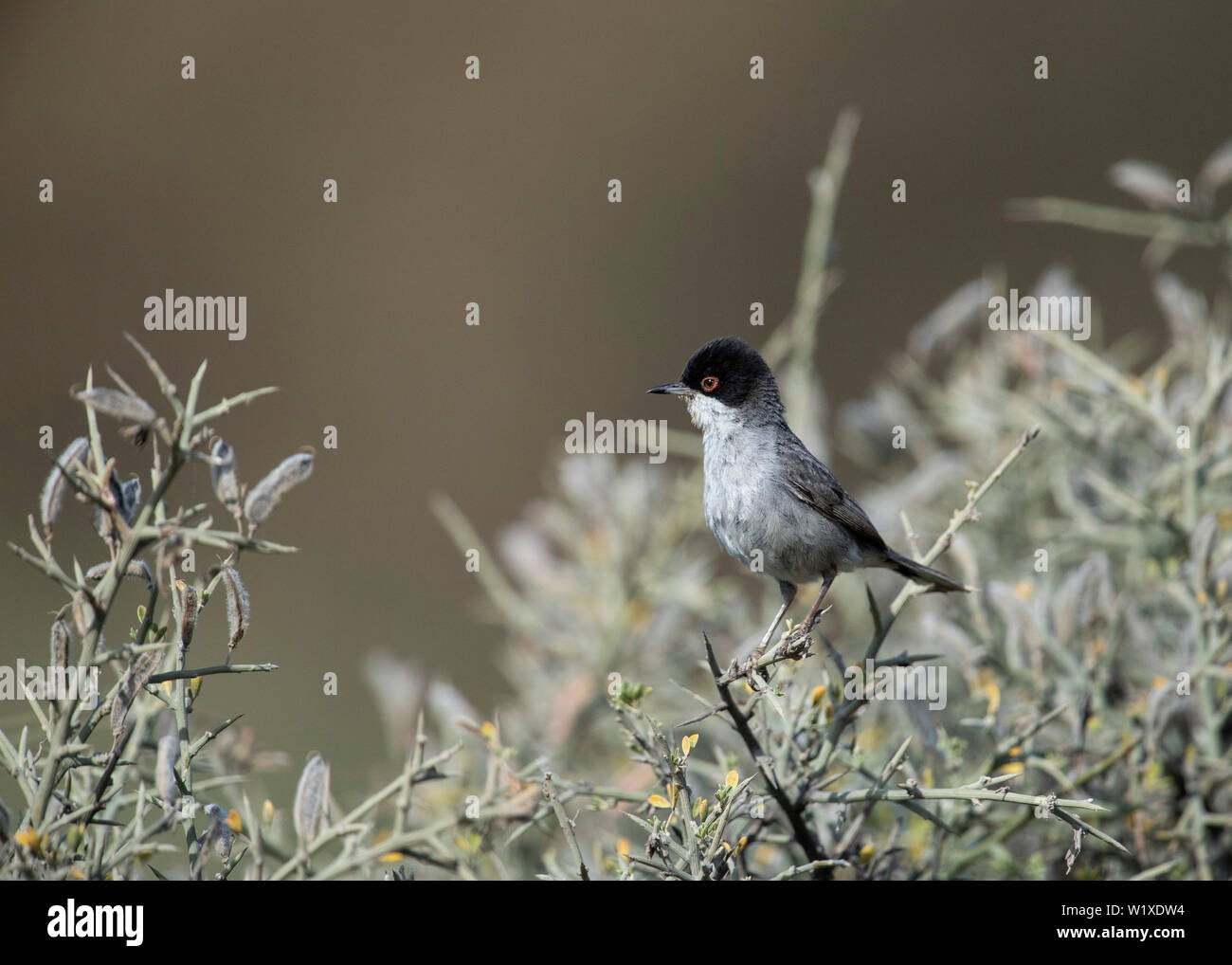Sardinian Warblers Song High Resolution Stock Photography and Images ...