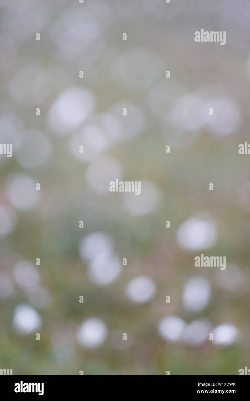Bog cotton scotland hi-res stock photography and images - Alamy