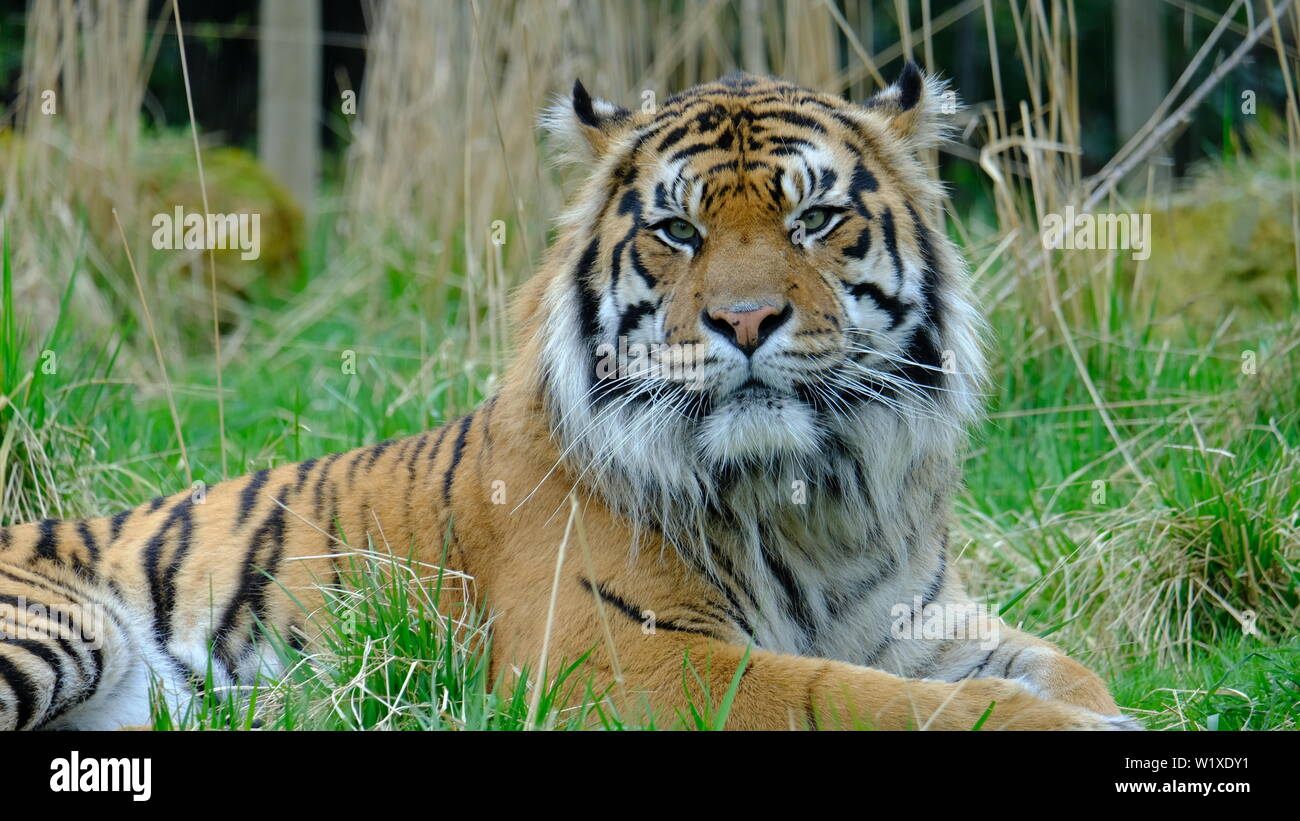 Bing Images Of Siberian Tigers