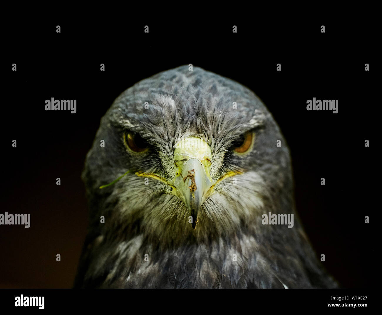 Peregrine Falcon staring - front face shot Stock Photo - Alamy