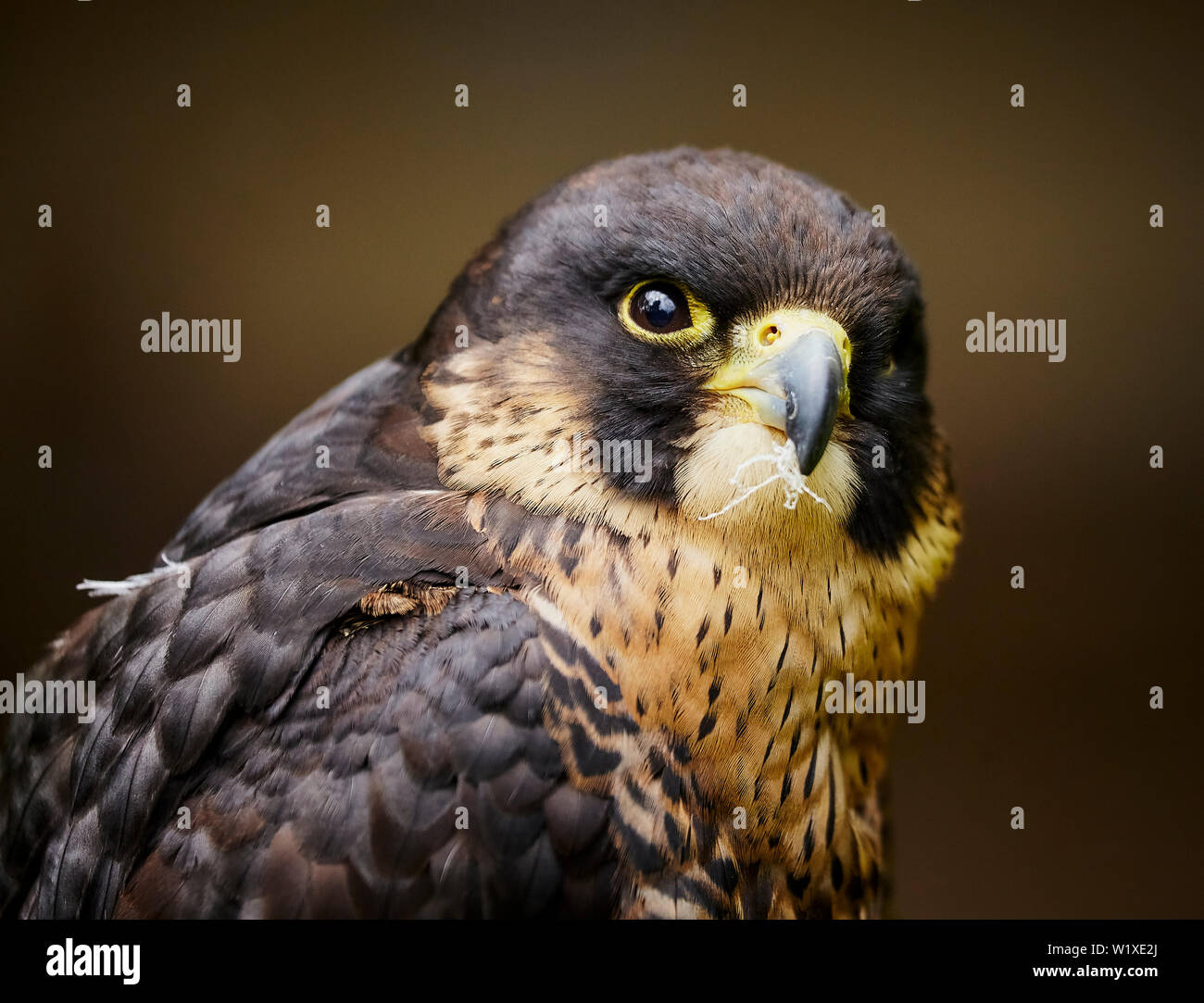 L hobby hi-res stock photography and images - Alamy