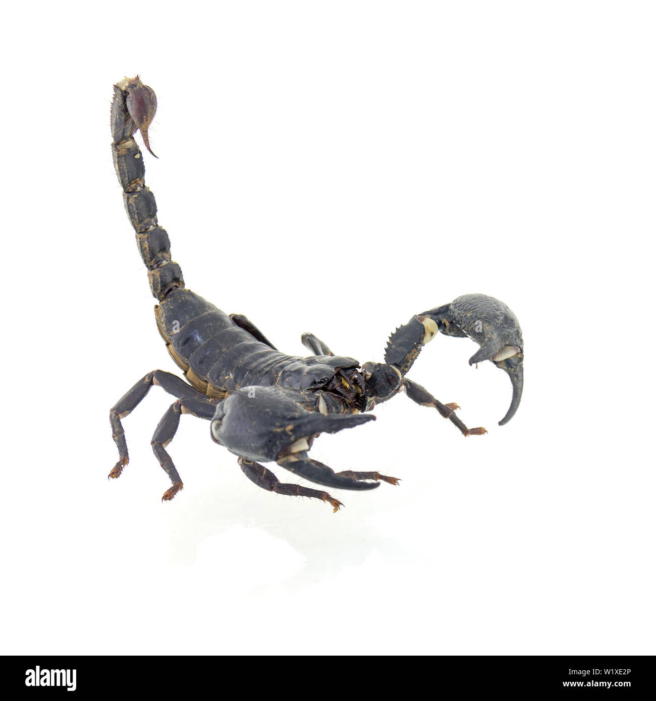 Scorpion isolated on white background Stock Photo - Alamy