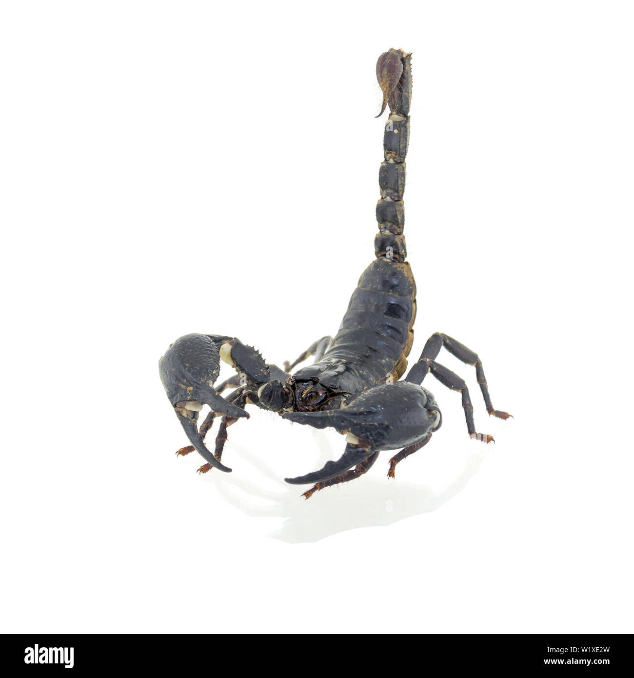 Scorpion isolated on white background Stock Photo - Alamy