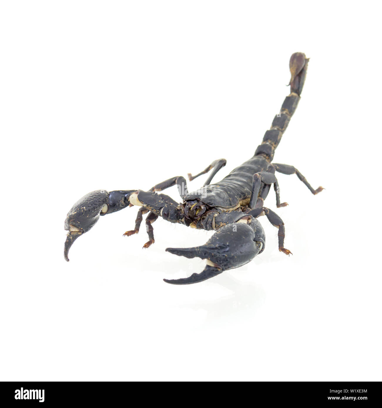 Scorpion isolated on white background Stock Photo - Alamy