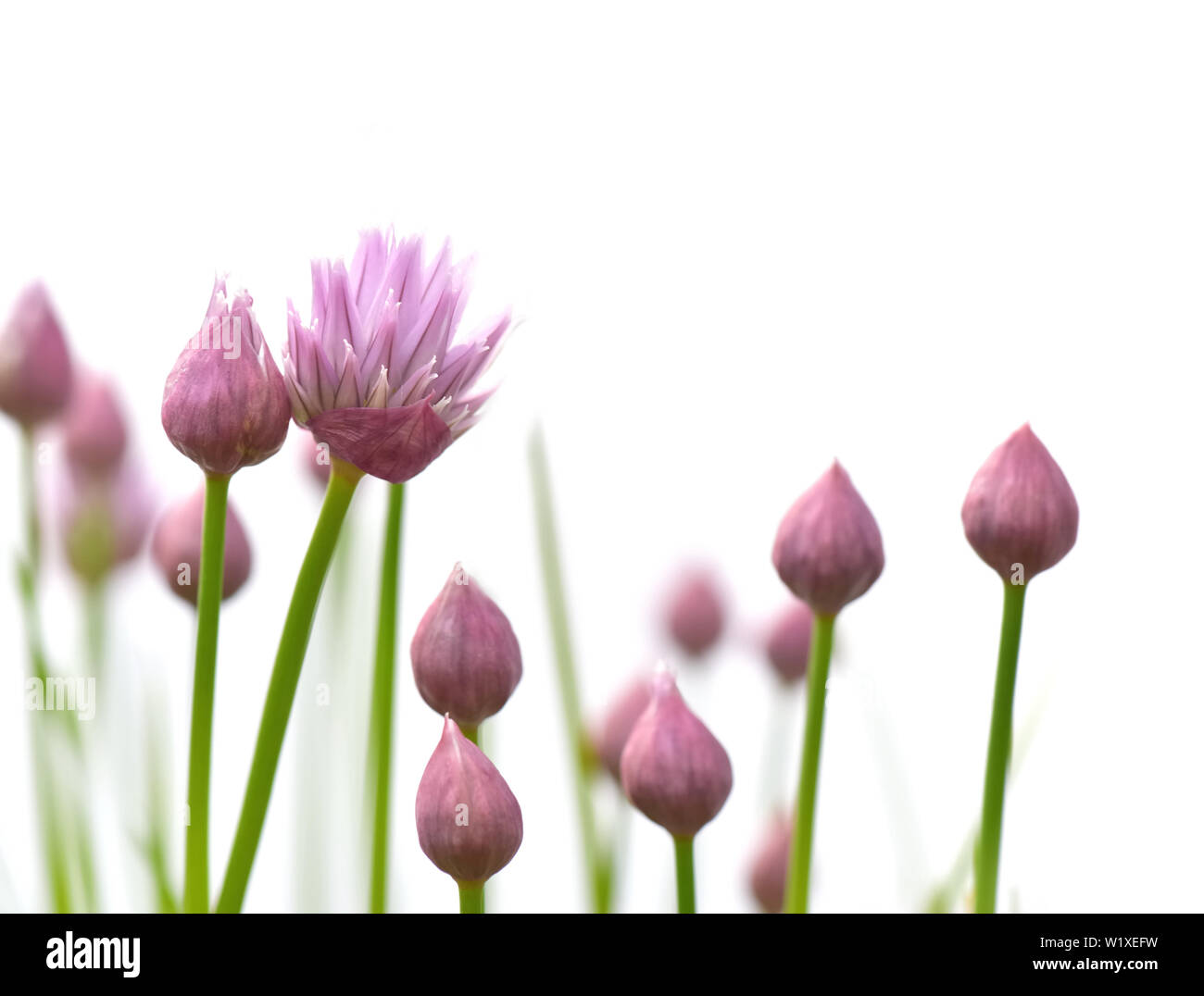 close on buds and flowers of chives blooming on white background Stock ...