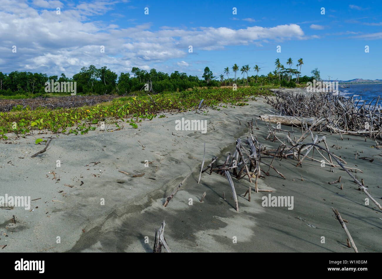 Mangroves fiji hi-res stock photography and images - Alamy