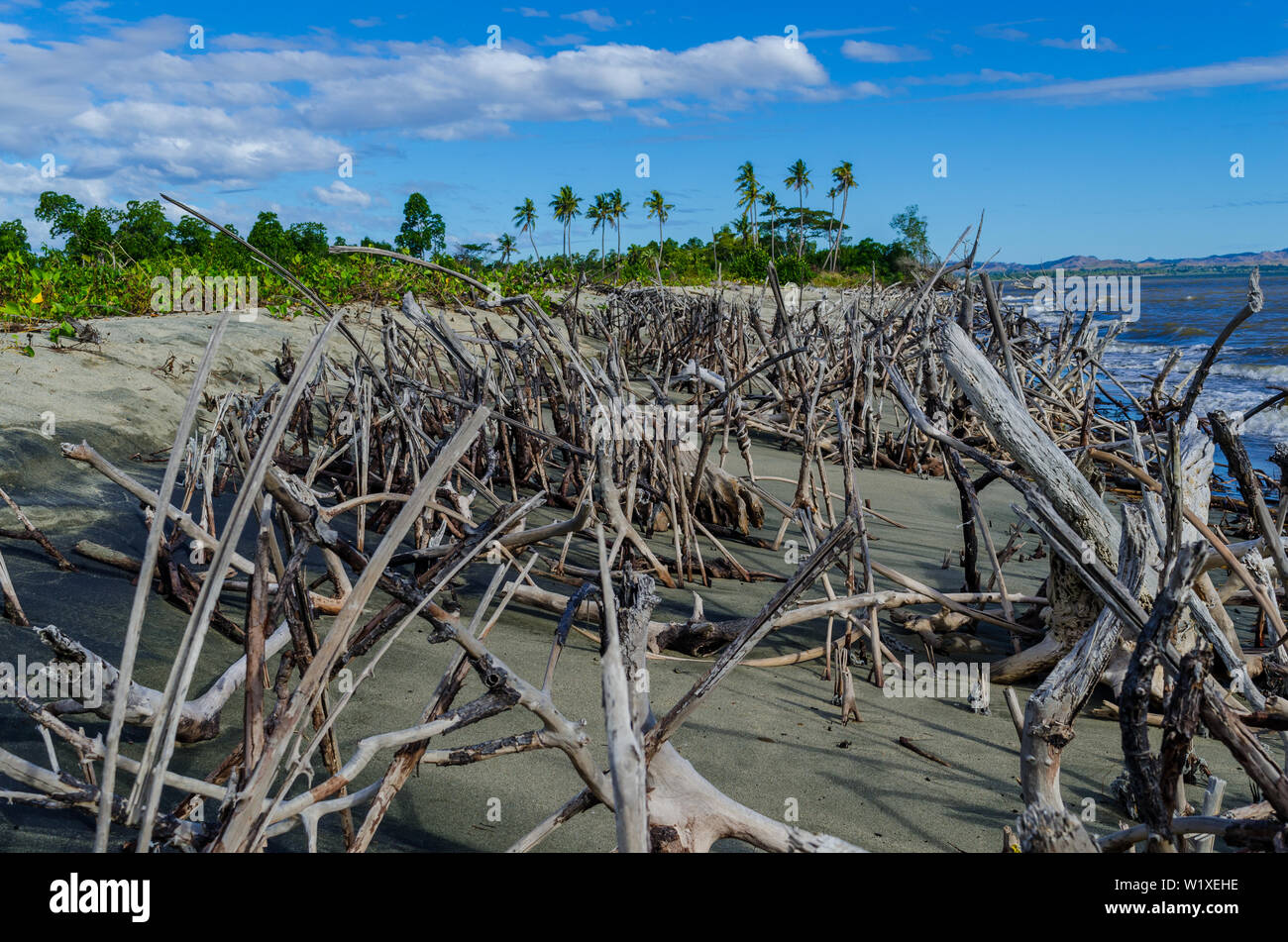 Dead mangroves on a beach Stock Photo - Alamy