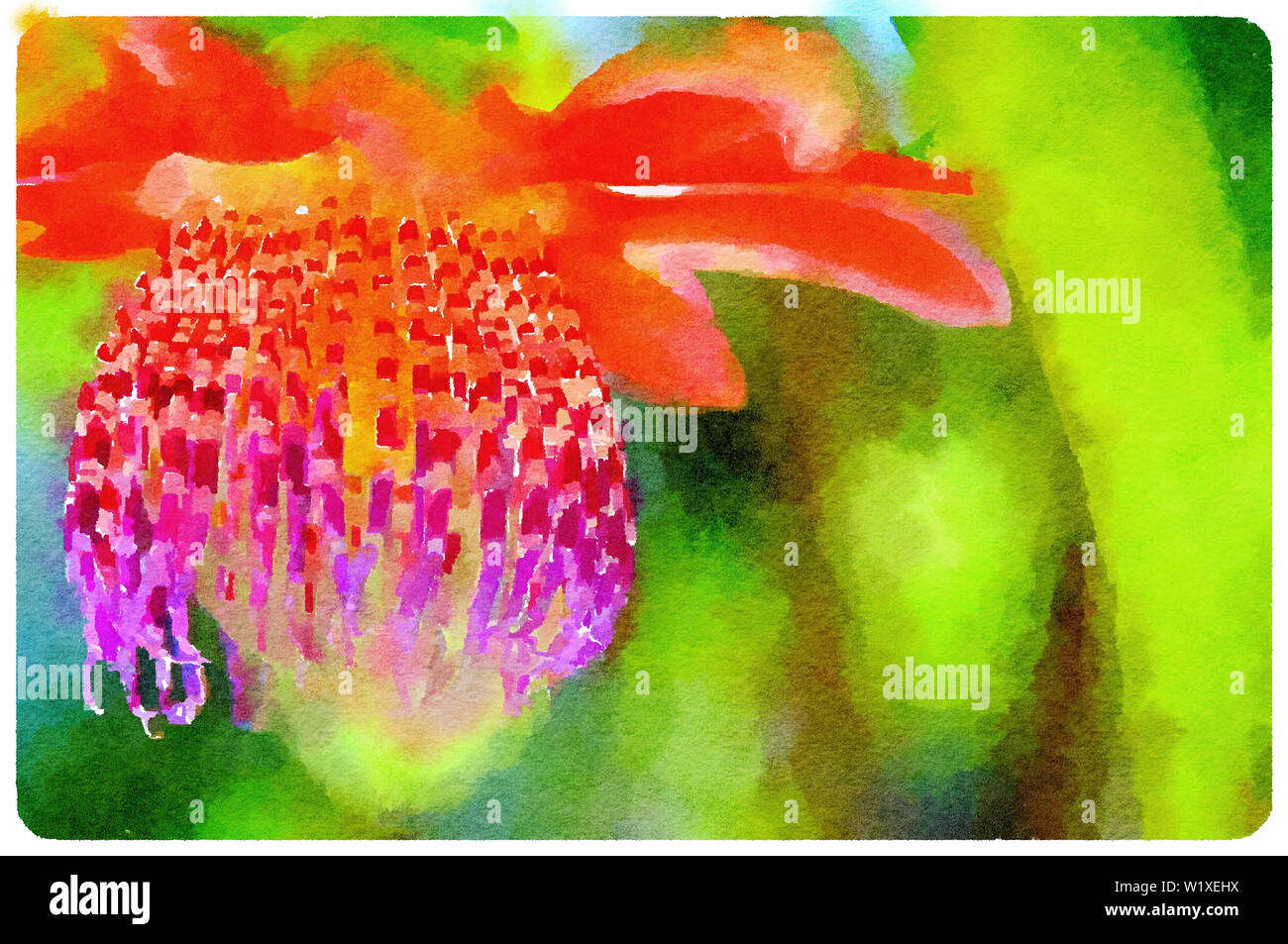 Watercolor Painting of assion Fruit Flower between Leaves (Curitiba ...