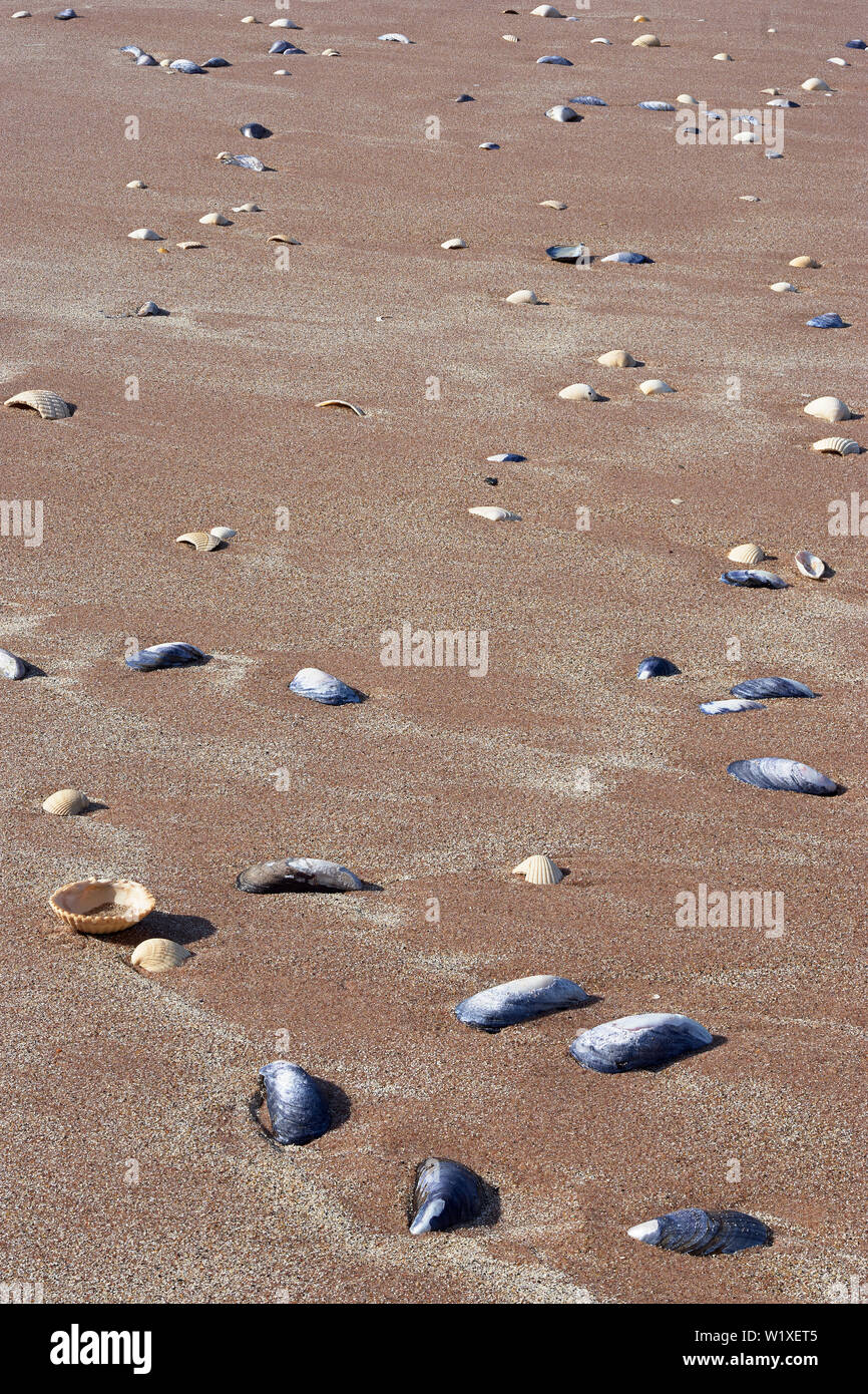 Scottish shells hi-res stock photography and images - Alamy