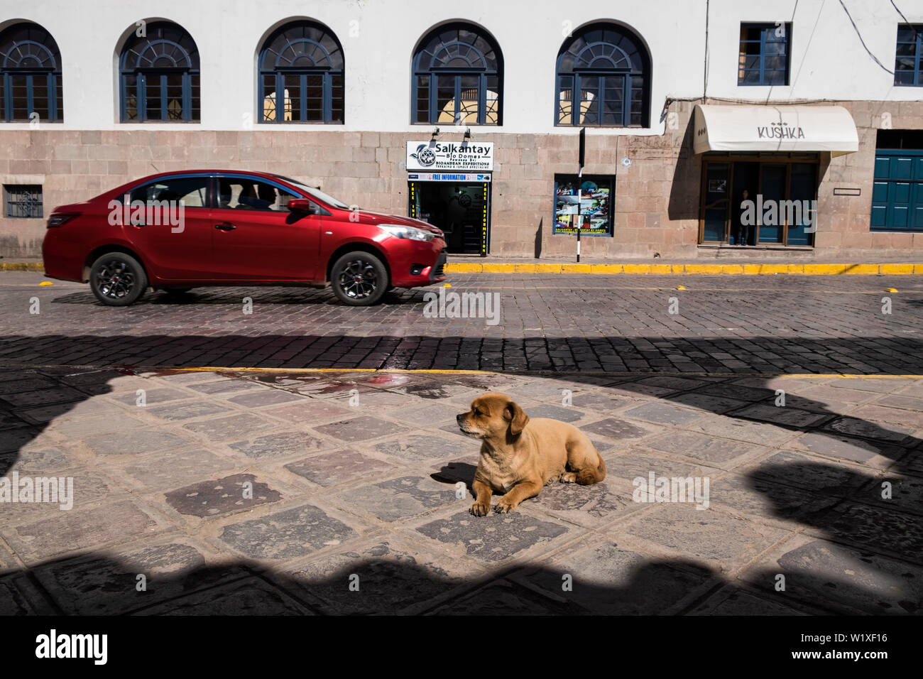 Perù, Cusco, old town, dog Stock Photo - Alamy